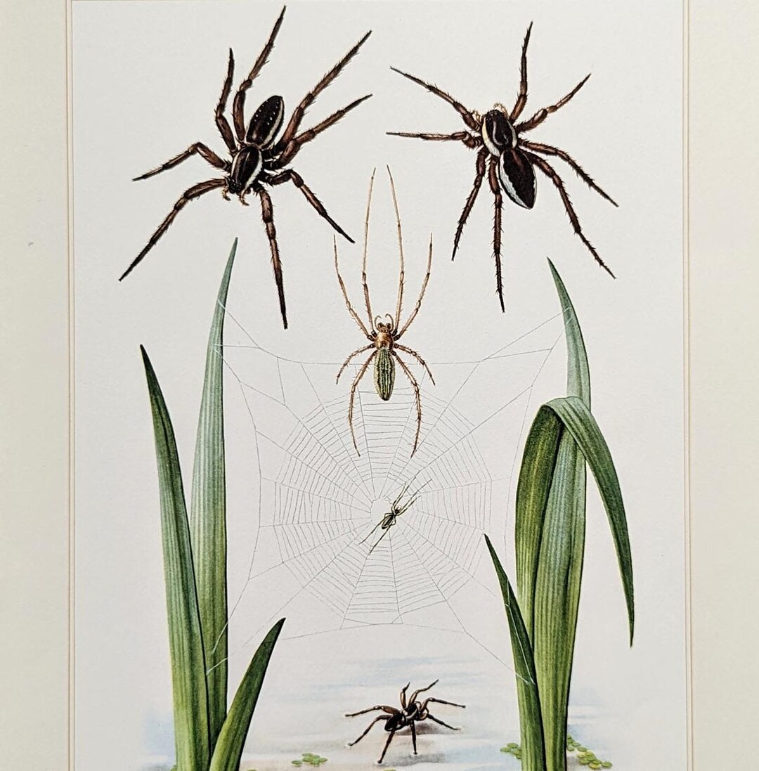 Spiders Vintage Insect Print From 1956 Spider Wall Picture Old ...