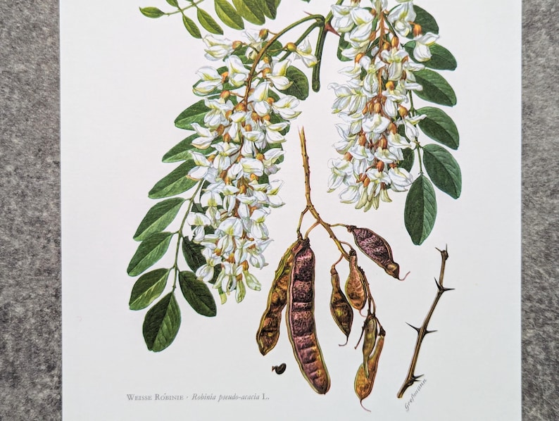 Acacia Vintage Plant Print From 1960 Robinia Original Lithograph ...