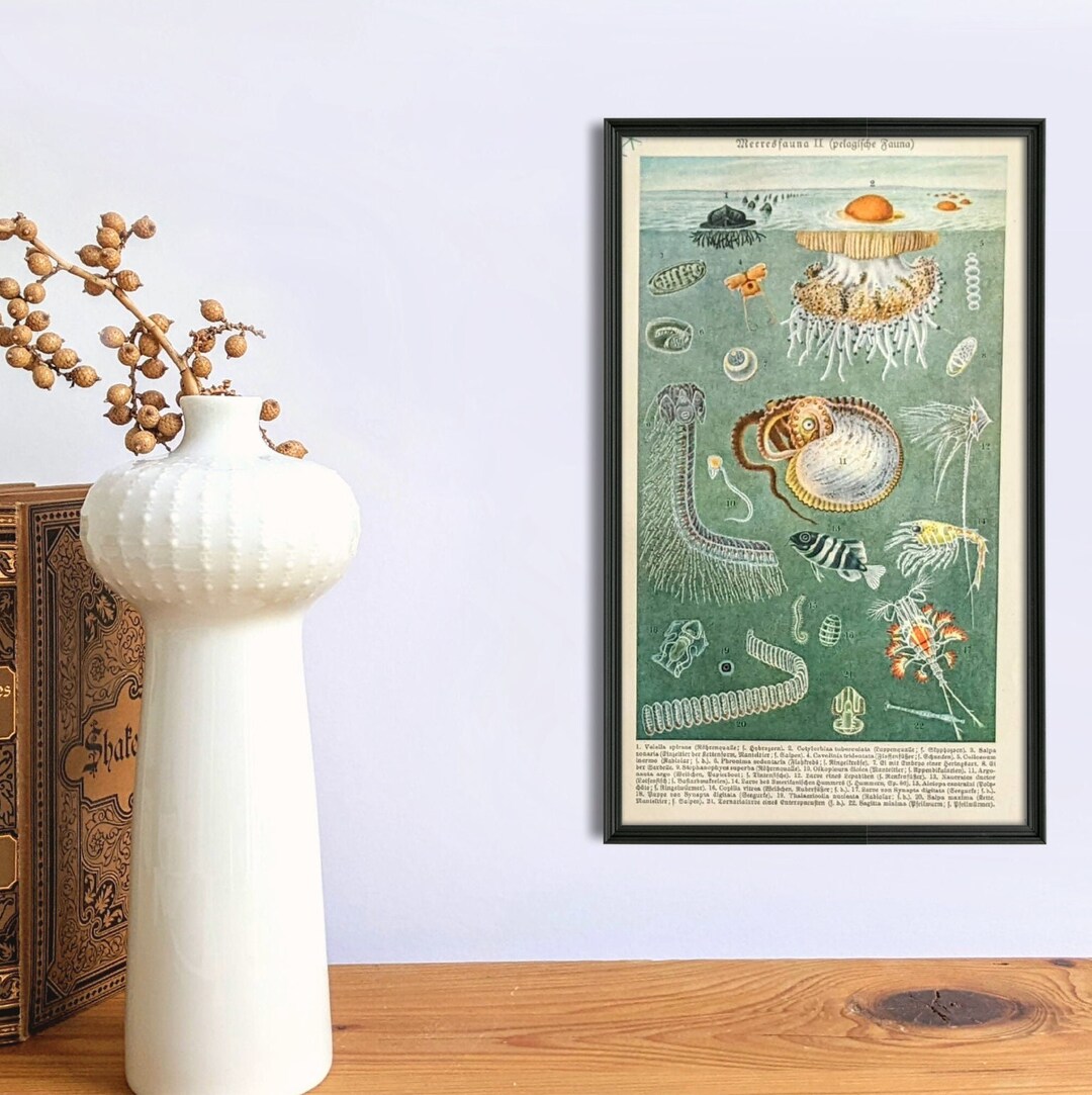 Sea Creatures Antique Lithograph From 1927 Vintage Poster - Etsy