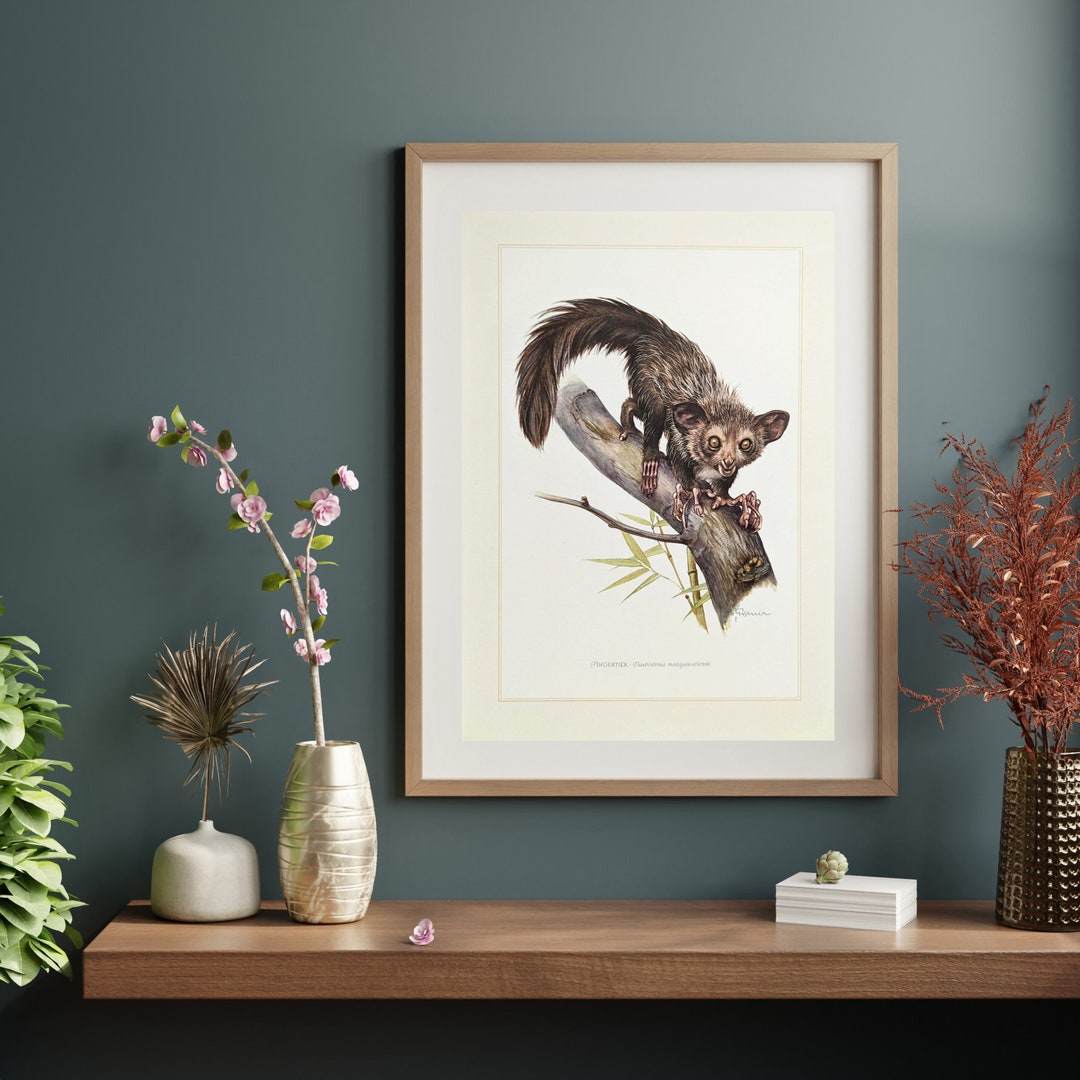 Aye-aye Historical Print From 1959 Vintage Poster Original - Etsy