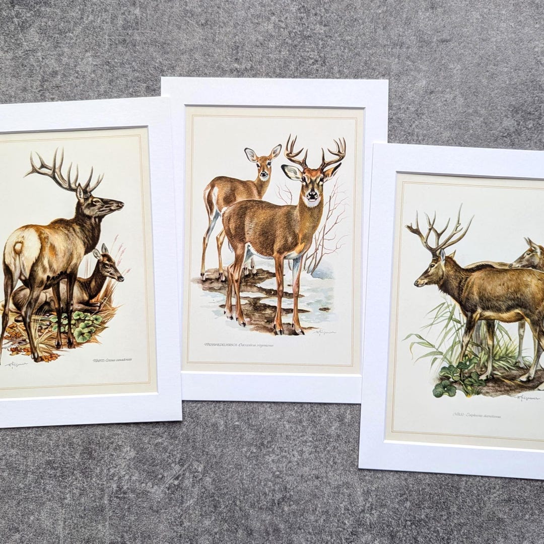 Set of 3 Vintage Animal Prints From 1959, Original Lithographs of Deer ...