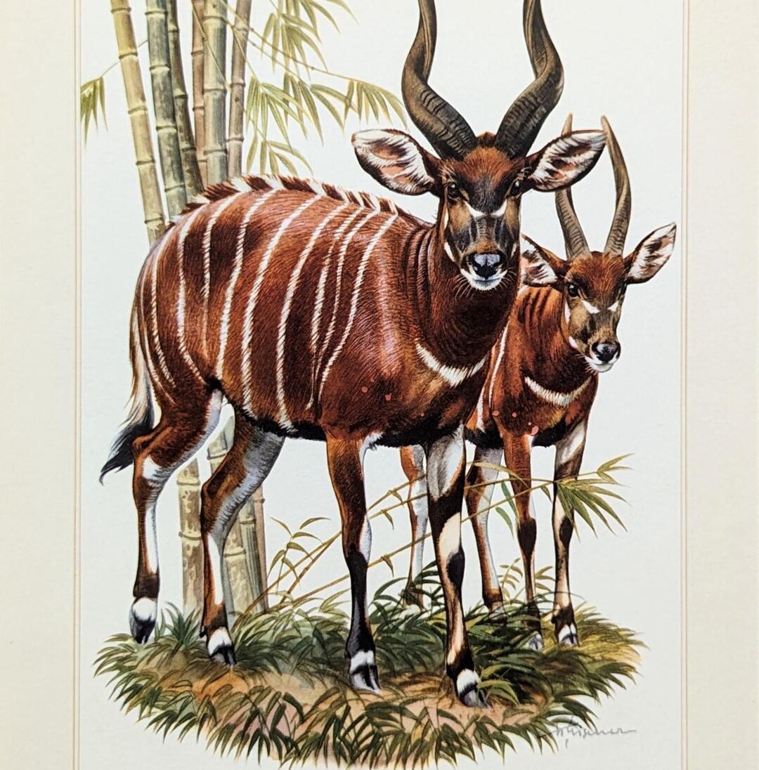 Bongo Antelope Vintage Animal Print From 1959 Original Lithograph ...