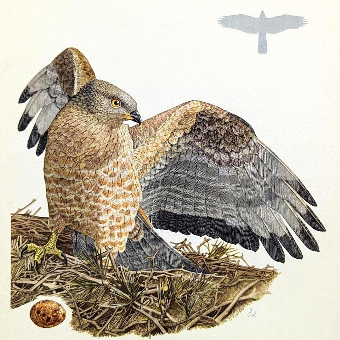 Honey Buzzard Vintage Bird Print From 1952 Bird of Prey Original ...