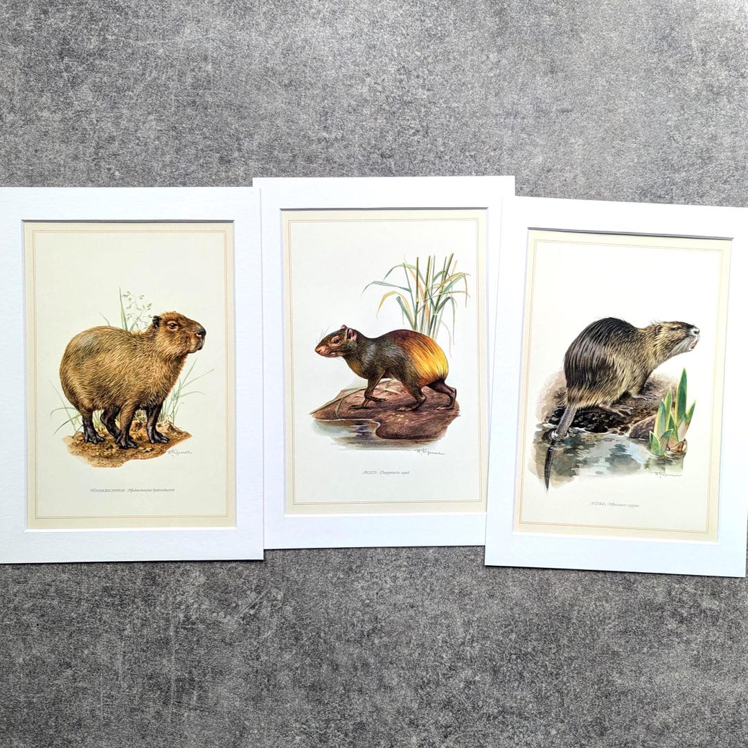 Set of 3 Vintage Animal Prints From 1959: Original Lithographs of Wild ...