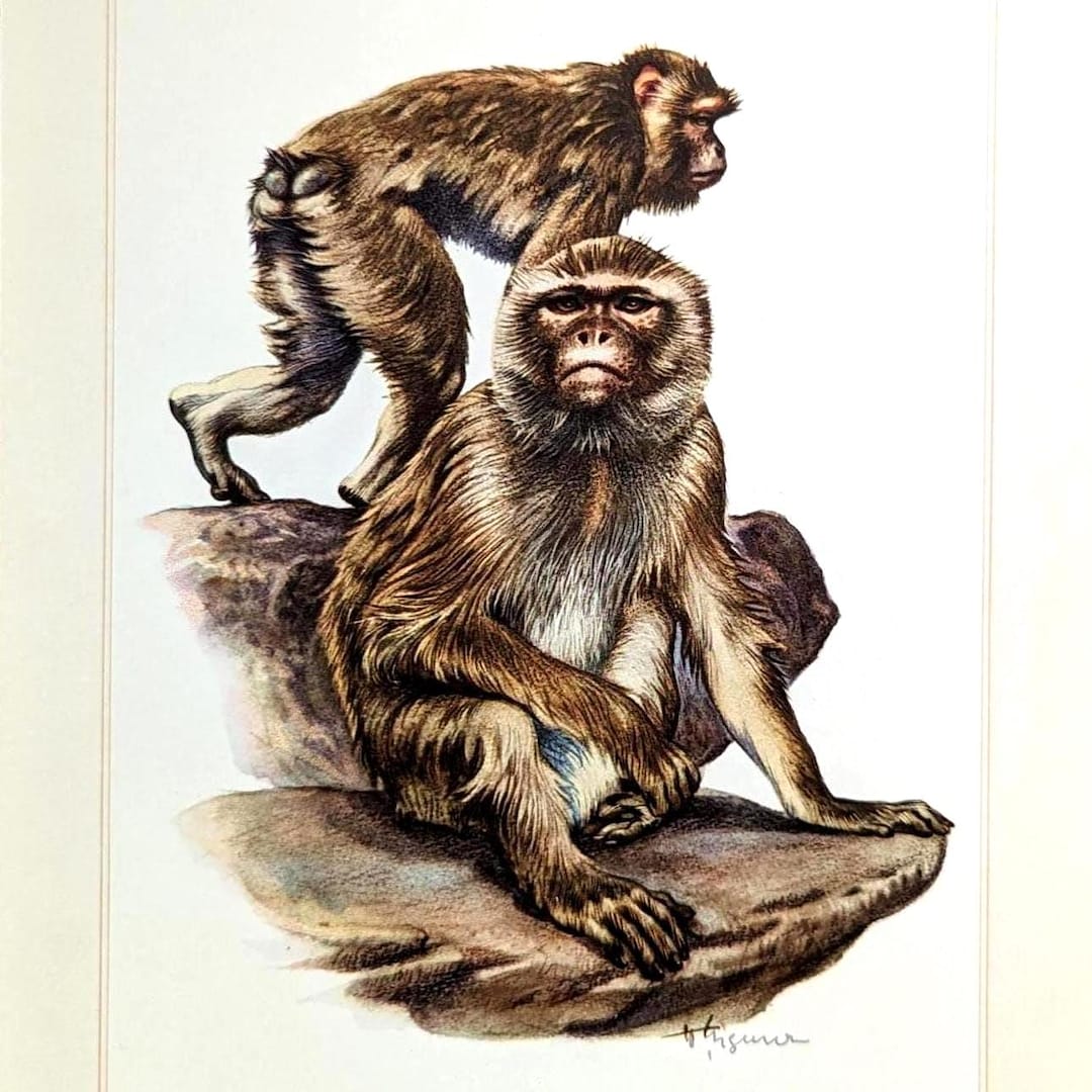 Vintage Barbary Macaque Animal Print From 1959, Original Lithograph ...