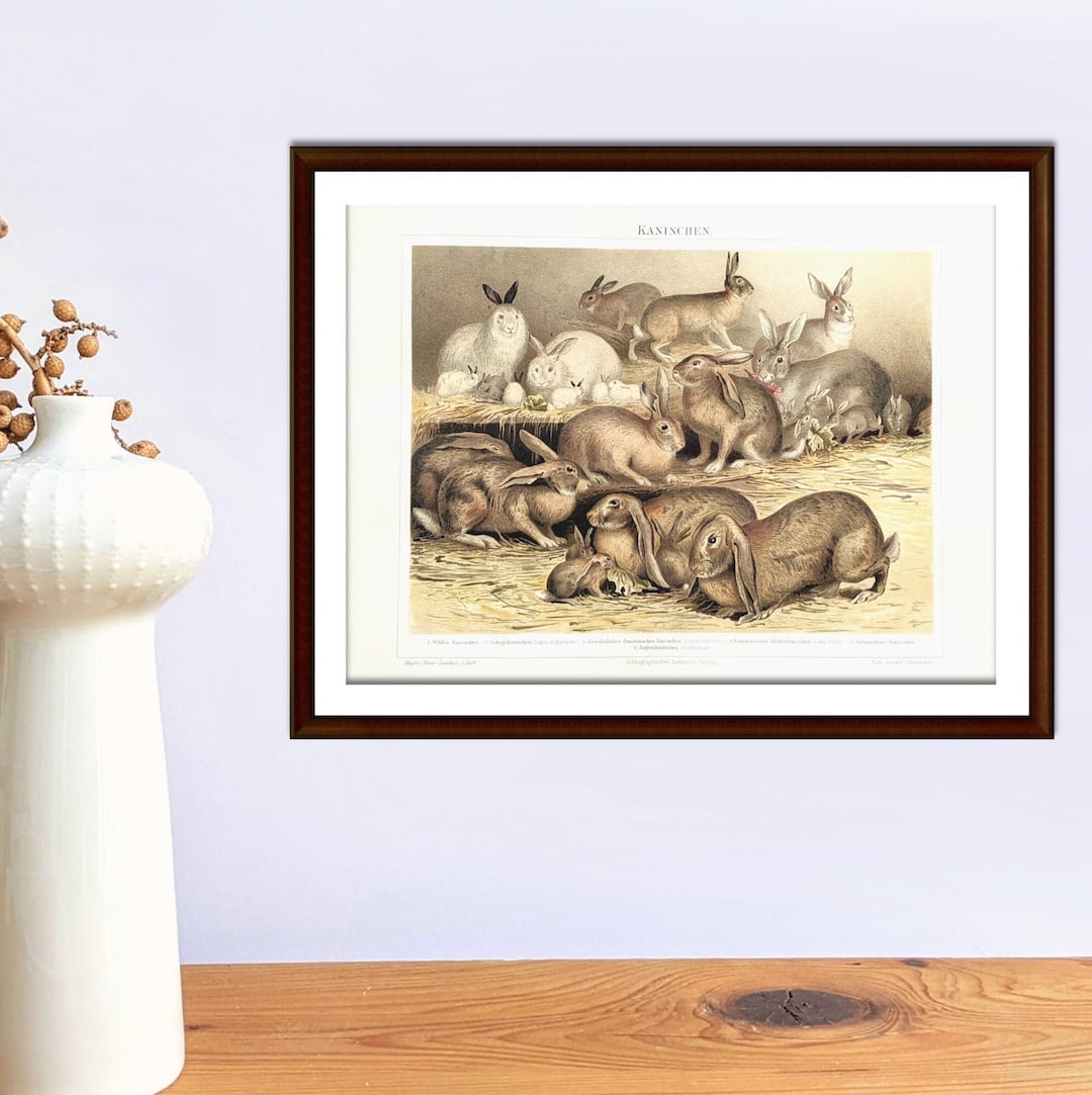 Rabbit Antique Lithograph From 1897 Vintage Poster Original Rabbit ...