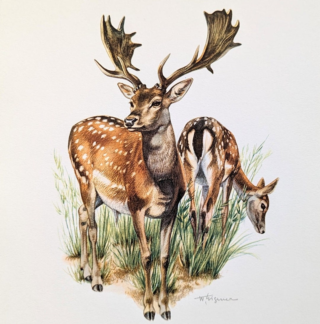 Fallow Deer Wild Animals Print Old Illustration Fallow Deer Antique ...