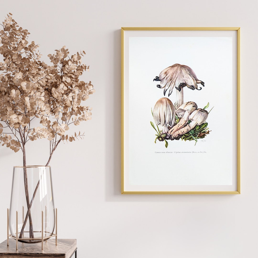 Folded Inkling Original Print From 1959 Vintage Poster Edible Mushroom ...