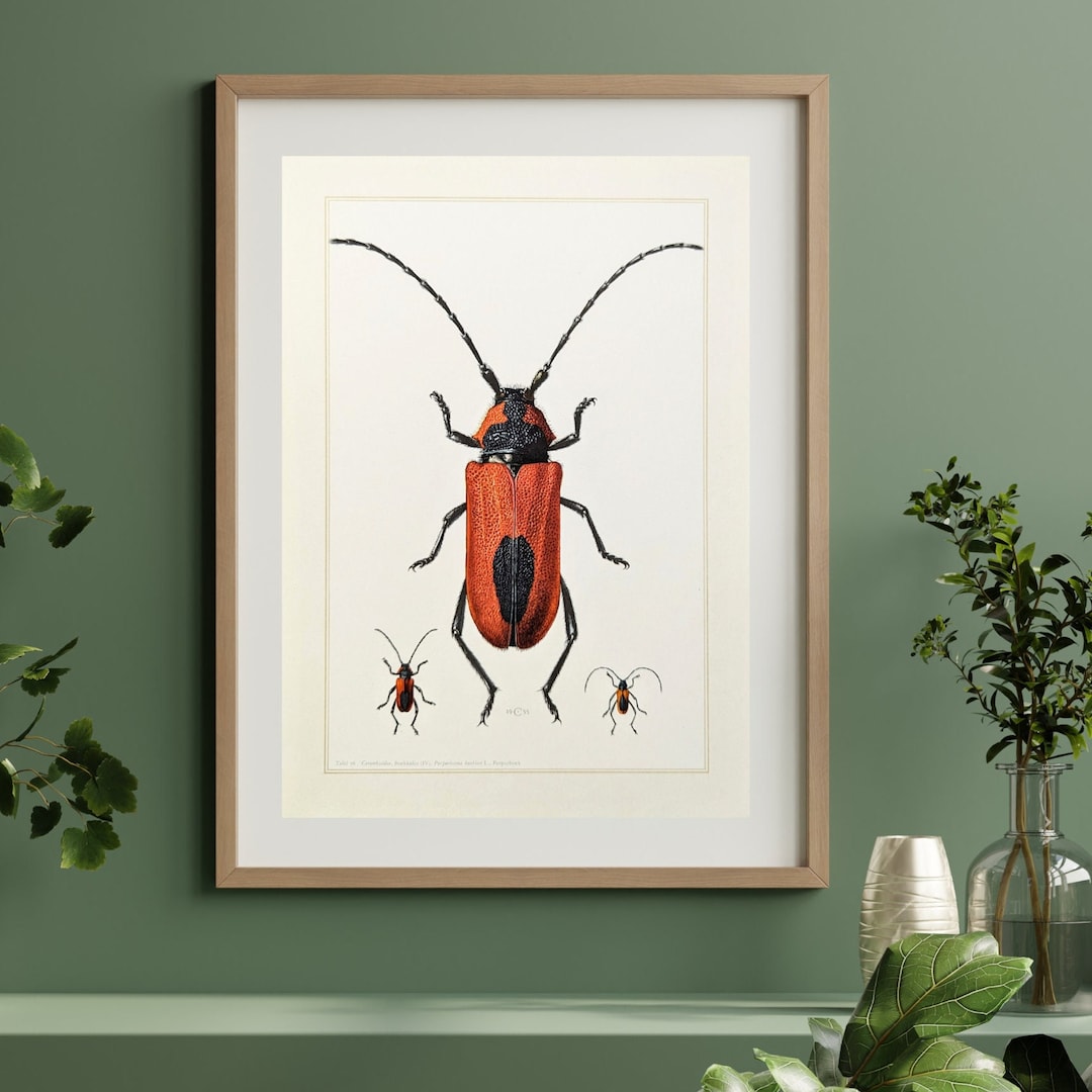 Purple Buck Original Print From 1956 Vintage Poster Beetles Old ...
