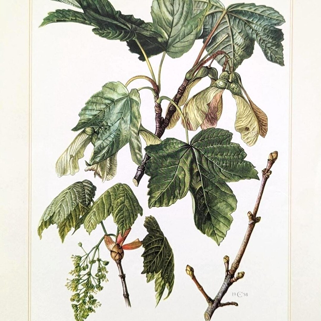 Sycamore Vintage Plant Print From 1959 Original Lithograph Maple ...