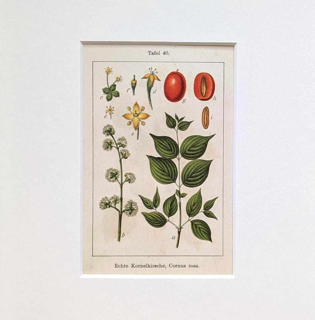 Cornelian Cherry Antique Plant Print From 1905 Cherry Antique ...