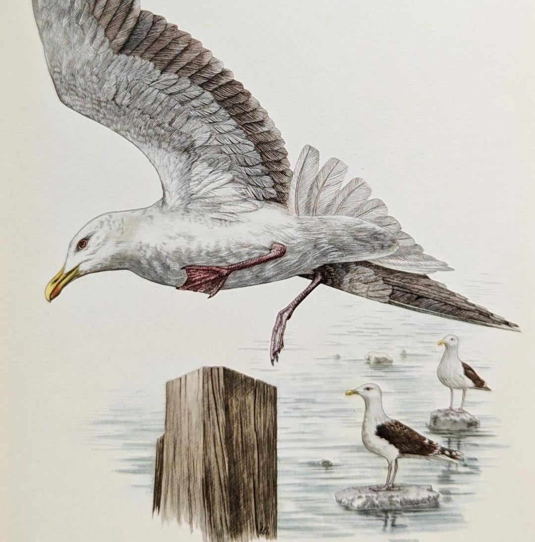 Great Black-backed Gull Old Bird Print Seagull Vintage Lithograph From ...