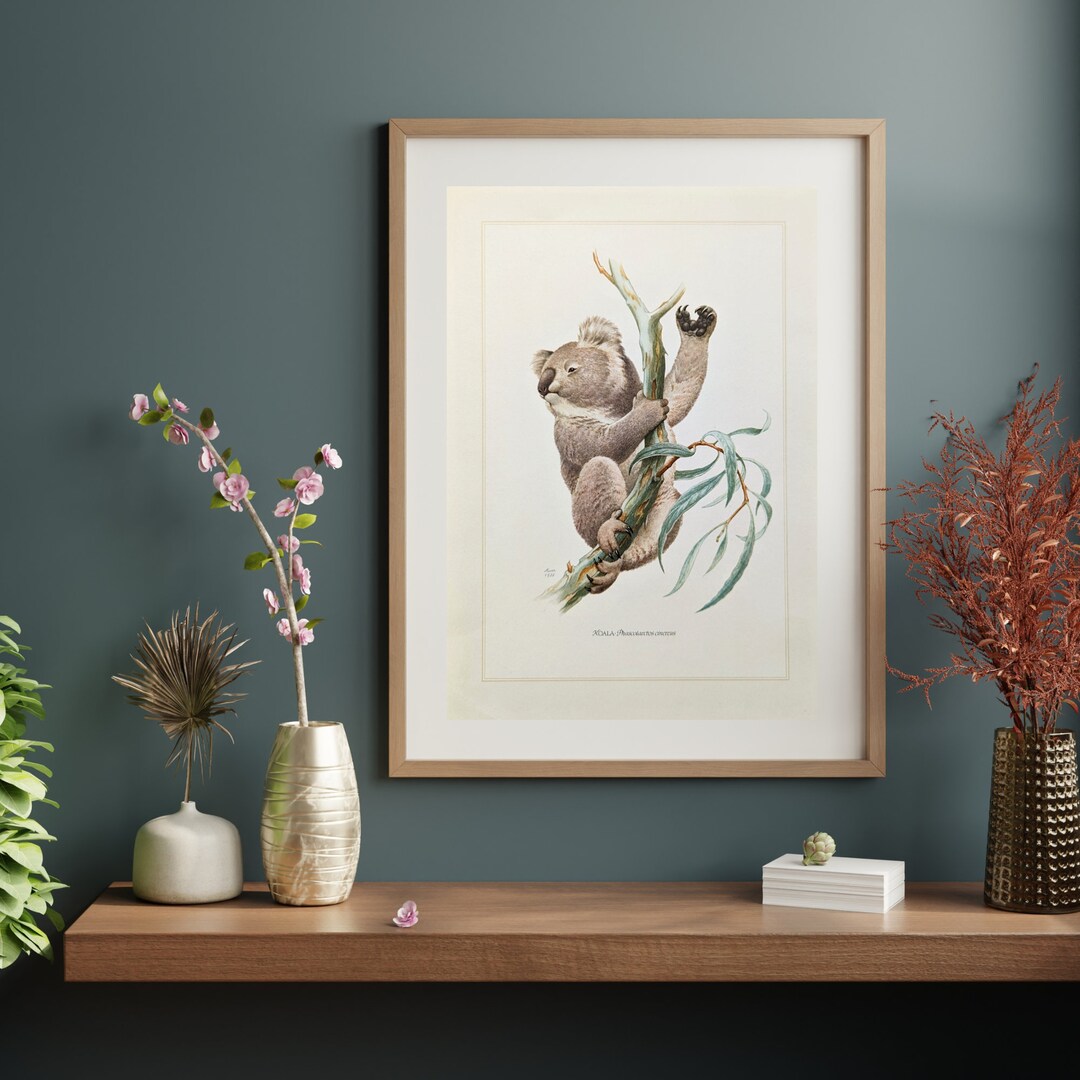 Koala Historical Print From 1959 Vintage Poster Original Wall - Etsy