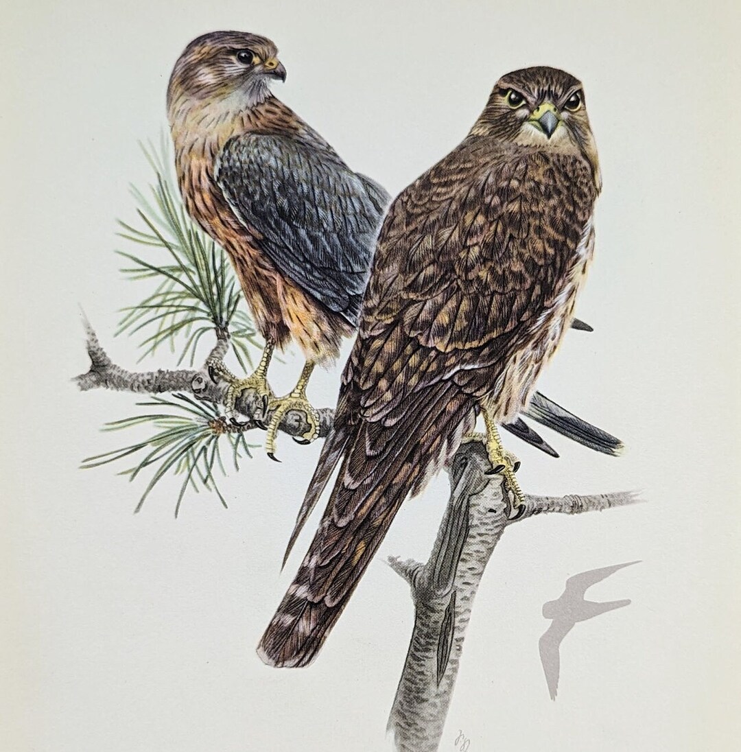 Merlin Bird Print Old Illustration Falcon Antique Lithograph Bird of ...