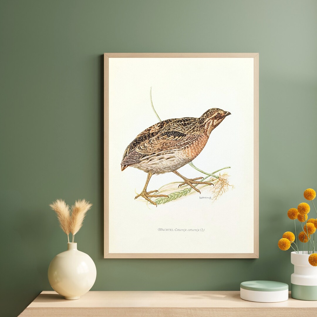 Quail Original Print From 1952 Vintage Poster Wild Birds Old ...