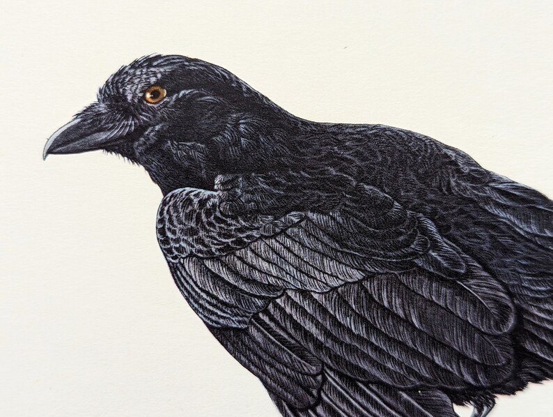 Carrion Crow Original Print From 1952 Vintage Poster Crow Old ...