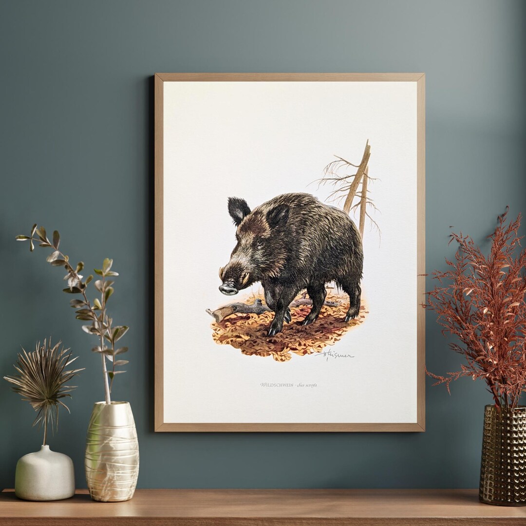 Wild Boar Vintage Animal Print Antique Lithograph Wildlife Old ...