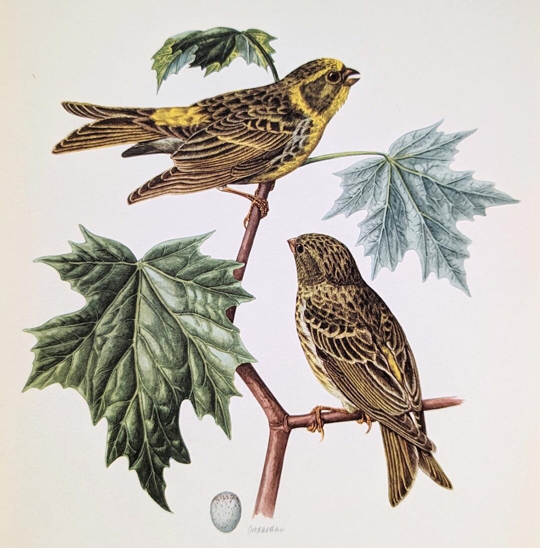 Serin Bird Print Old Illustration Songbird Antique Lithograph 50s With ...