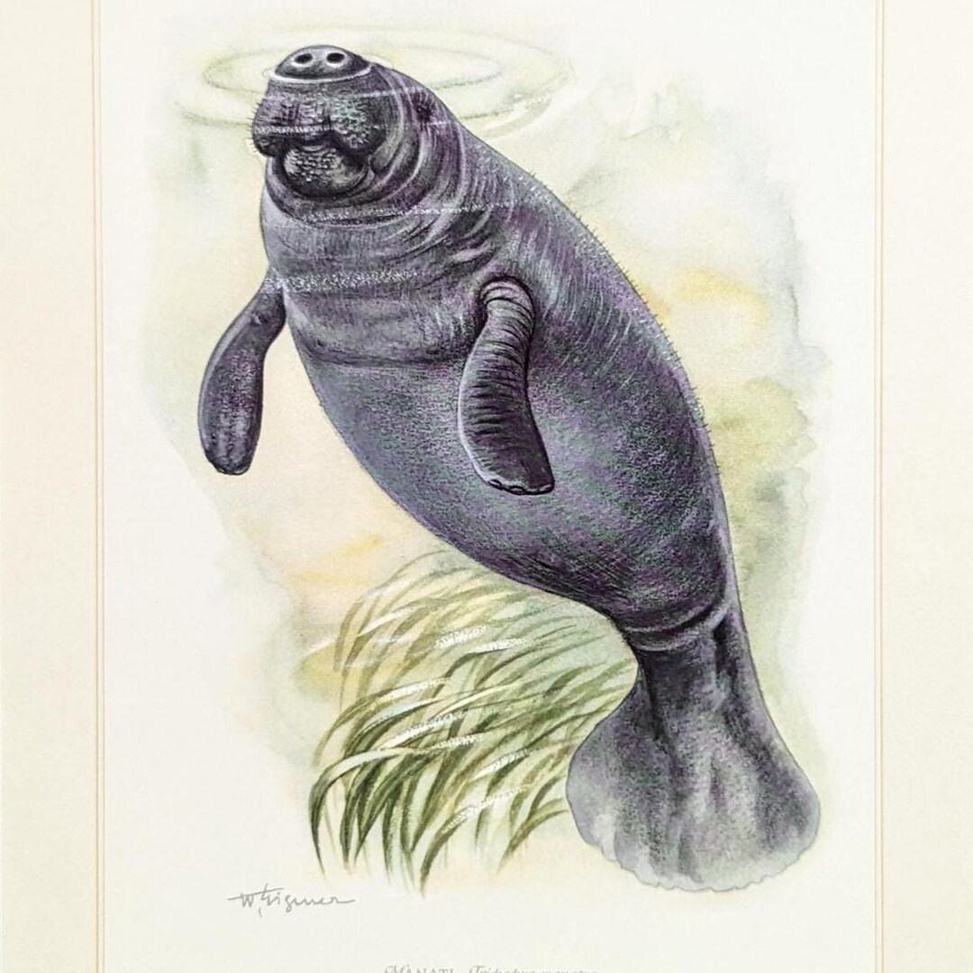 Manatee Vintage Animal Print From 1959, Original Lithograph, Antique ...