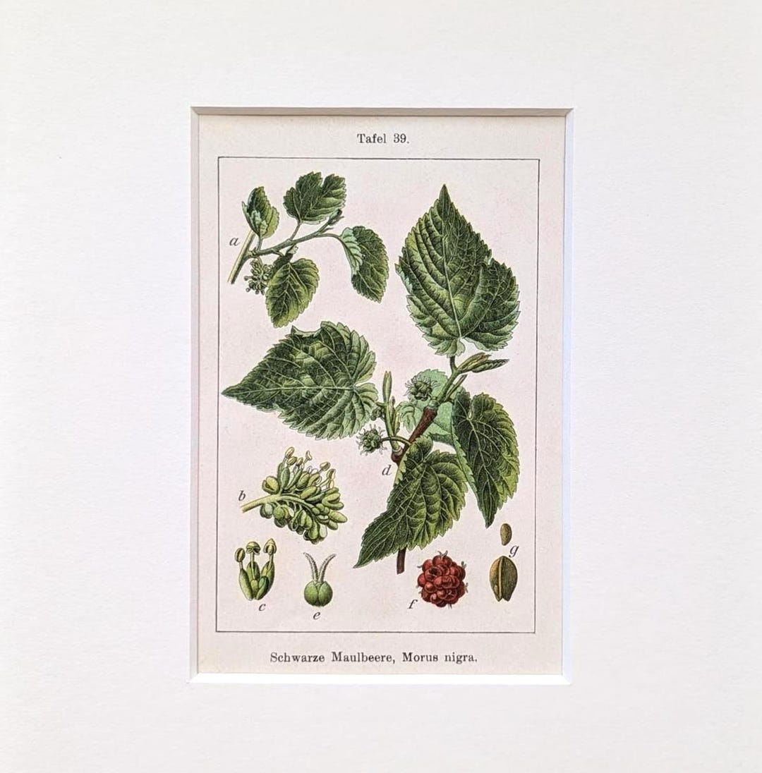 Mulberry Vintage Plant Print From 1905, Fruit Original Lithograph ...