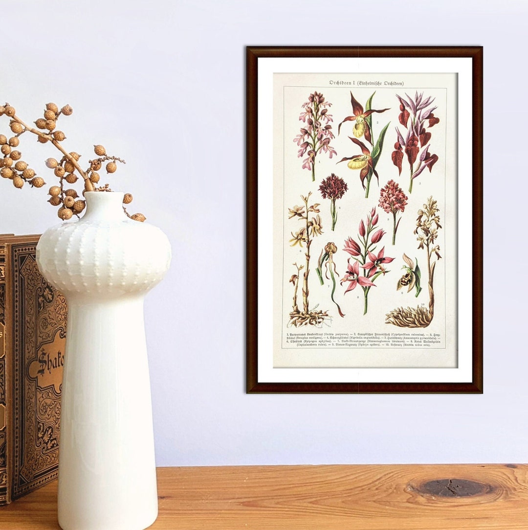 Orchids Historical Lithograph From 1927 Vintage Poster - Etsy