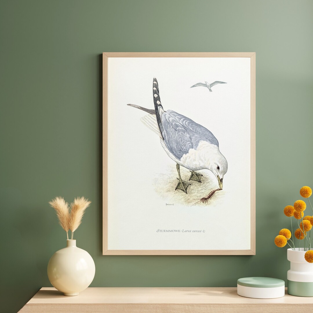 Common Gull Original Print From 1952 Vintage Poster Seagull Old ...