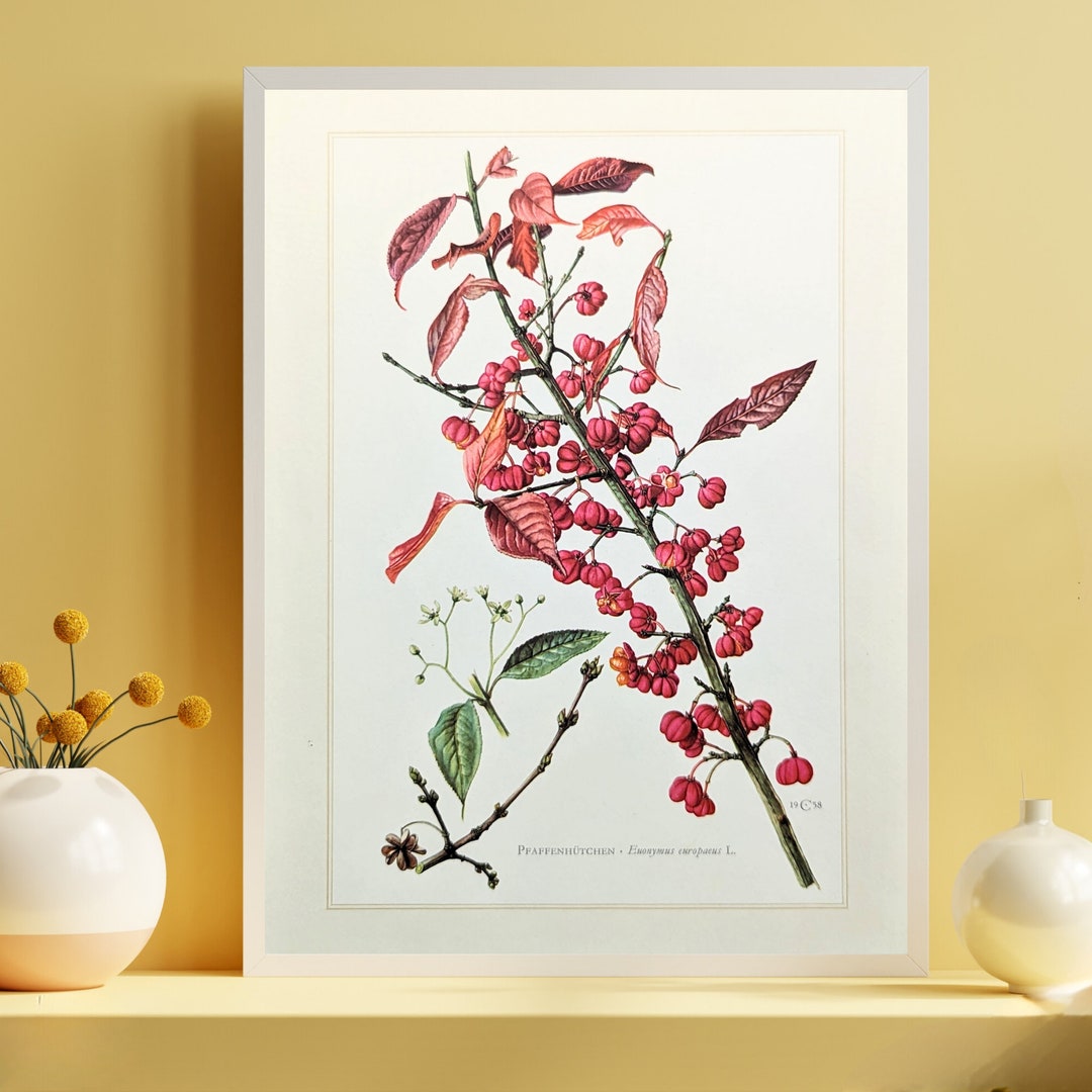 Spindle Bush Botanical Lithograph From 1959 Vintage Poster Original ...