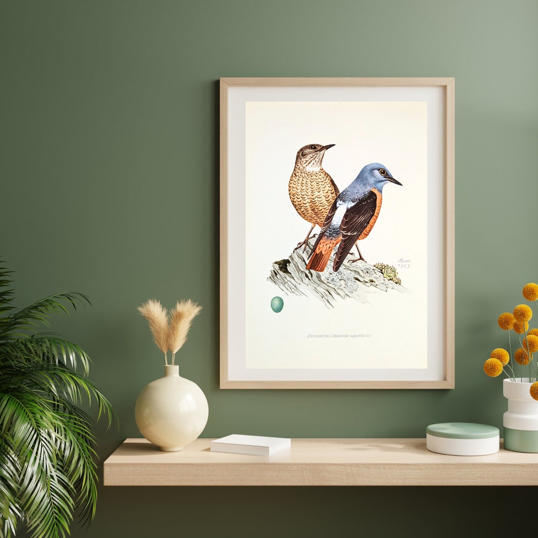 Rock Thrush Original Print From 1952 Vintage Poster Songbird Antique ...