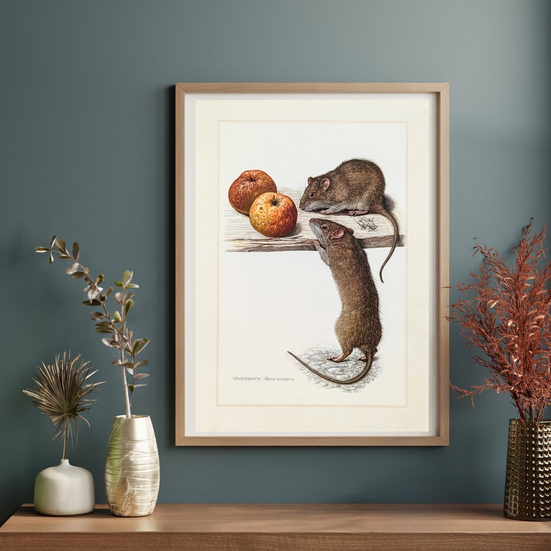 Brown Rat Original Print From 1959 Vintage Poster Rat Old Illustration ...