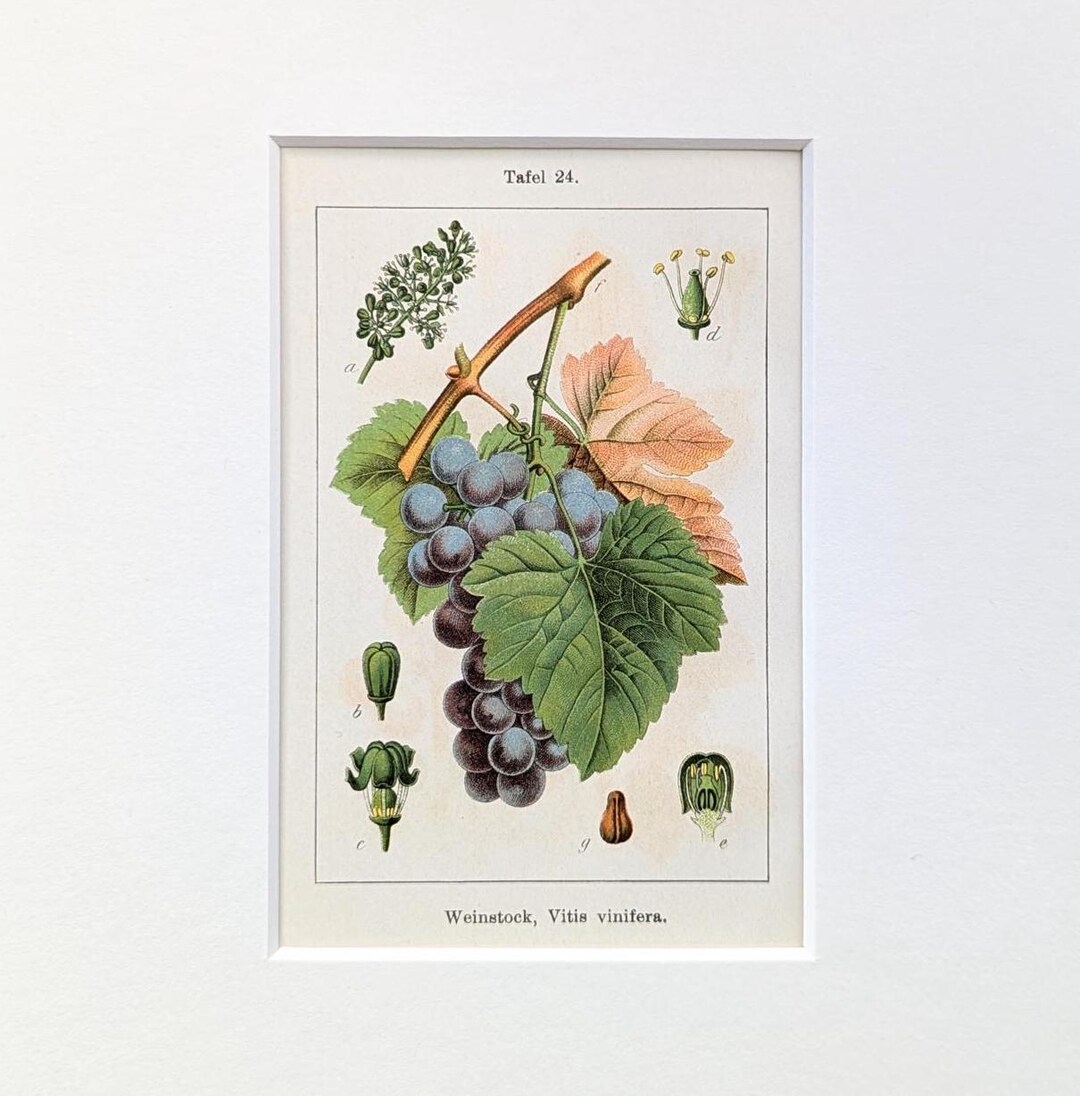 Grapevine Vintage Plant Print From 1905 Fruit Antique Lithograph ...