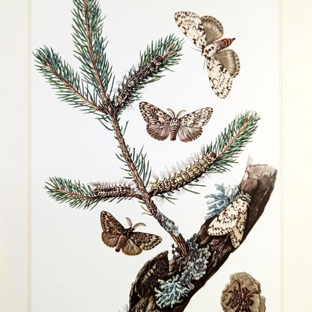 Nun Butterfly Vintage Insects Print From 1959 Moth Original ...
