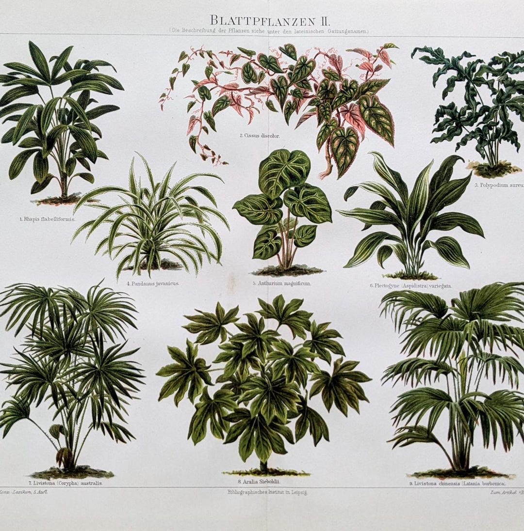 Foliage Plants Antique Plants Lithograph From 1897 Vintage Print Palms ...