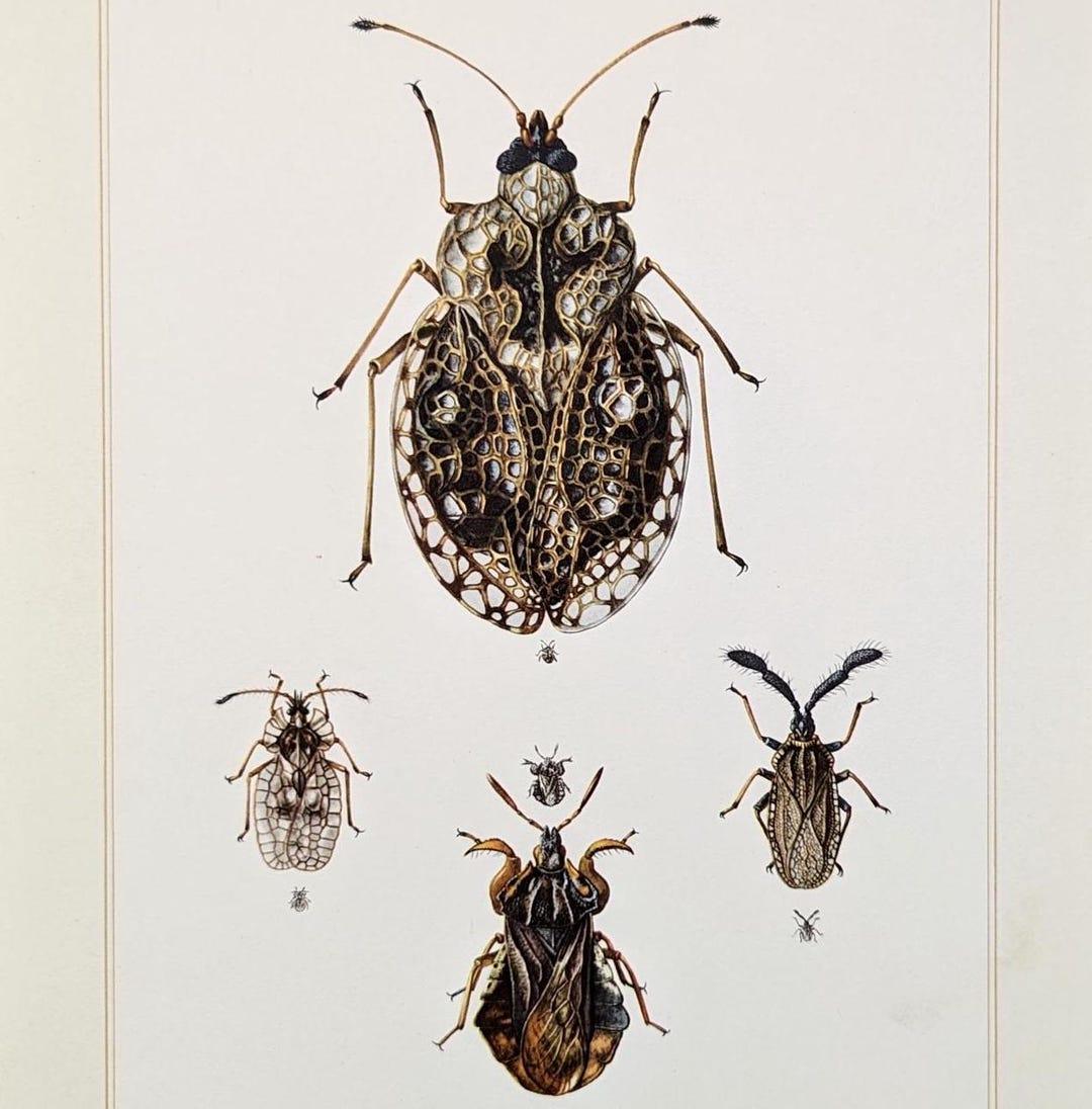 Lace Bug Insect Print Vintage Illustration Entomology Old Lithograph ...