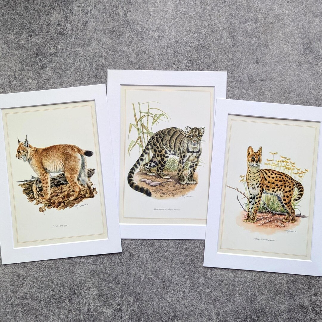Set of 3 Vintage Animal Prints From 1959, Original Lithographs of Big ...
