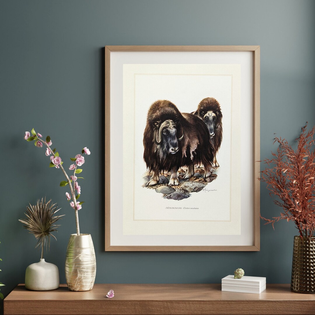 Musk Ox Original Print From 1959 Vintage Poster Old Illustration ...