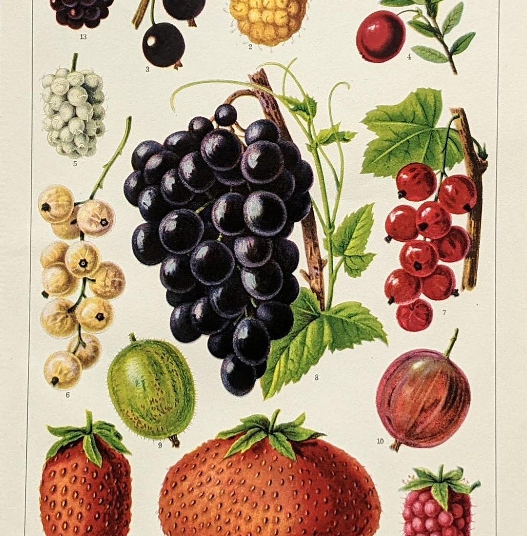 Berry Fruit Vintage Fruit Print Antique Lithograph From 1927 Old ...