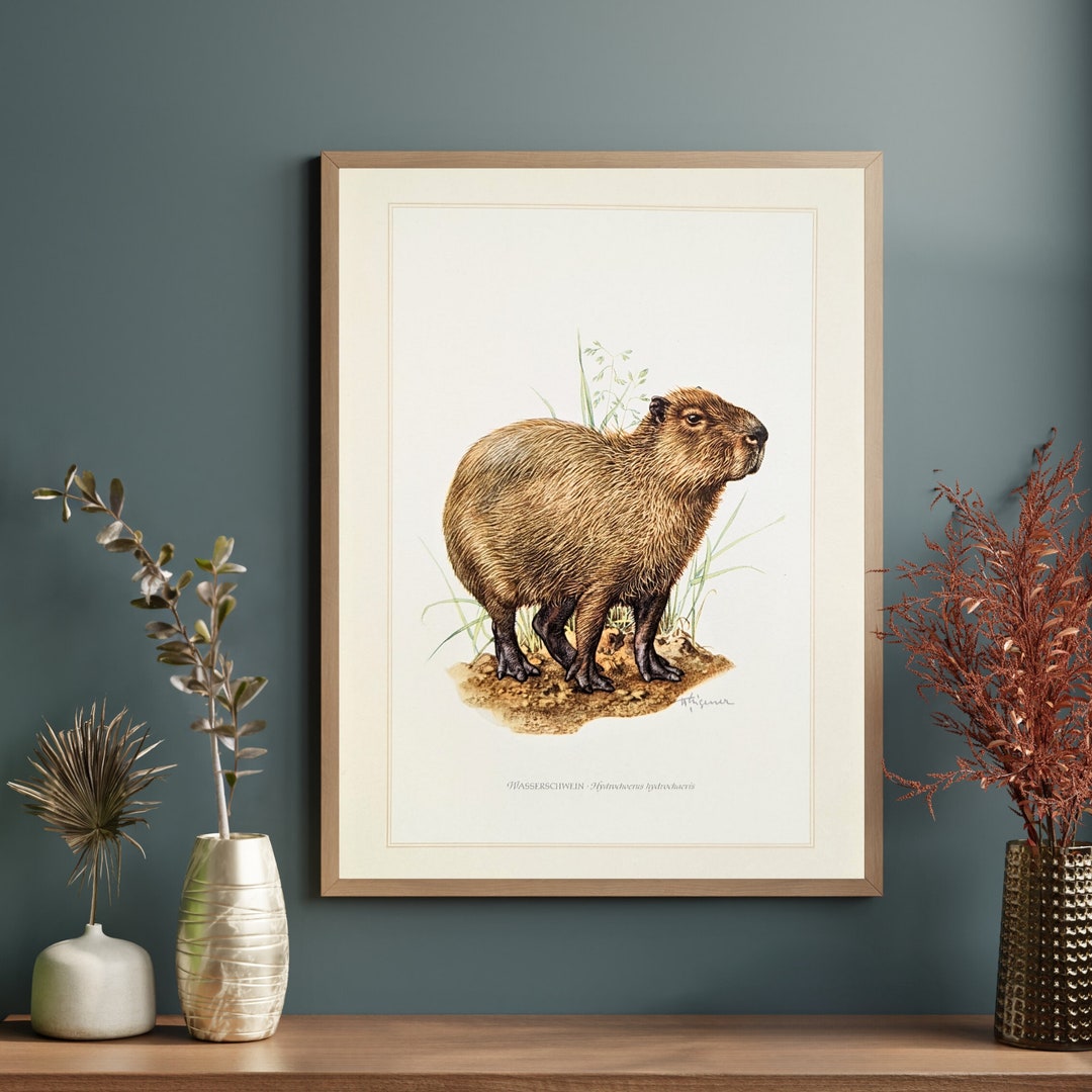 Capybara Original Print From 1959 Vintage Poster Wildlife Old ...