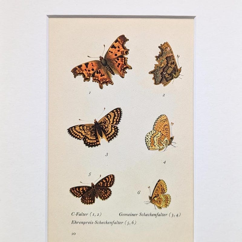 Butterfly Lithograph - Etsy