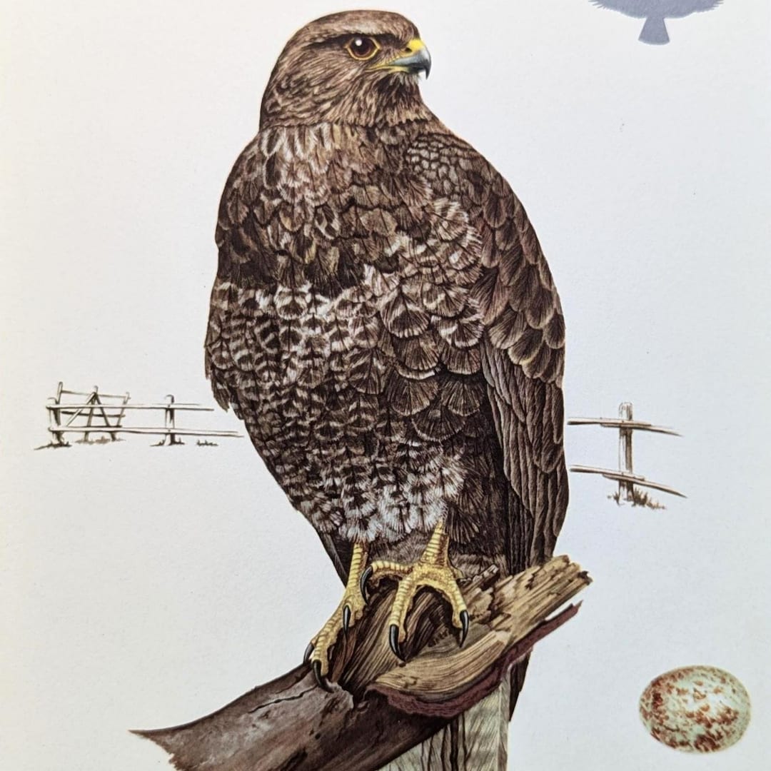 Common Buzzard Vintage Bird Print From 1952 Original Lithograph Bird of ...