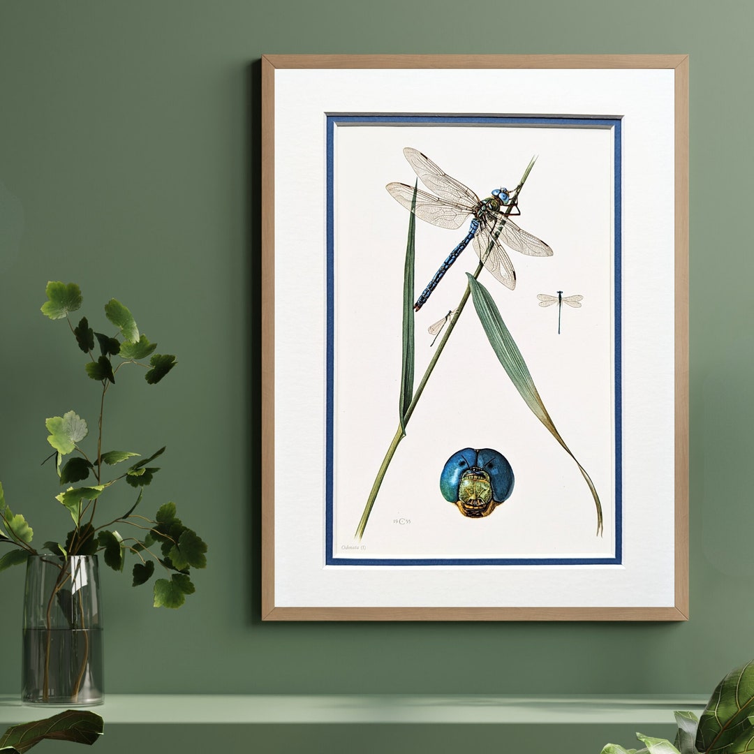 Dragonflies Original Print From 1961 Vintage Poster Insects Old ...