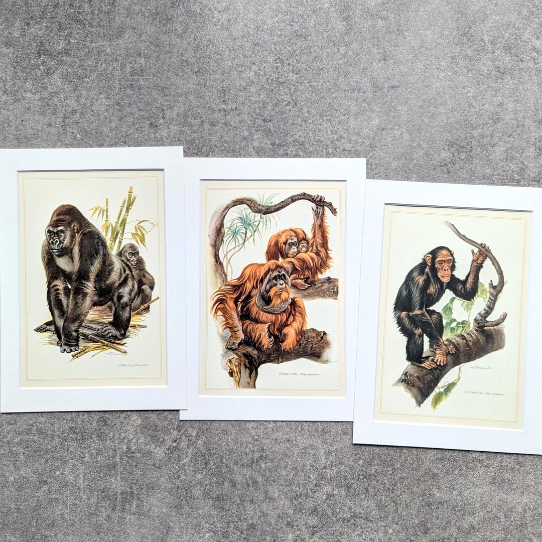 3 Vintage Animal Prints From 1959: Monkeys, Original Lithographs ...
