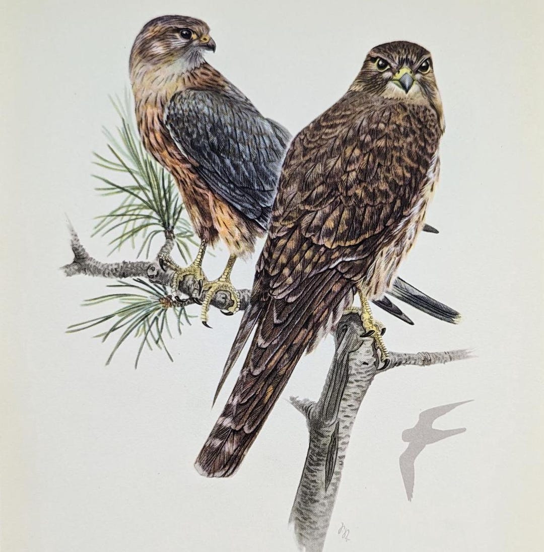 Merlin Old Bird Print Pygmy Owl Vintage Lithograph Bird of Prey ...