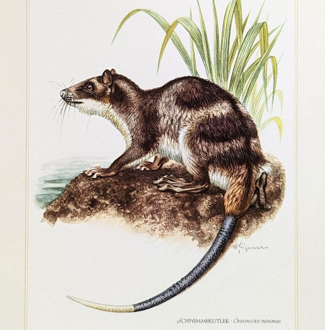 Swimming Possum Vintage Animal Print From 1959 Original Lithograph ...