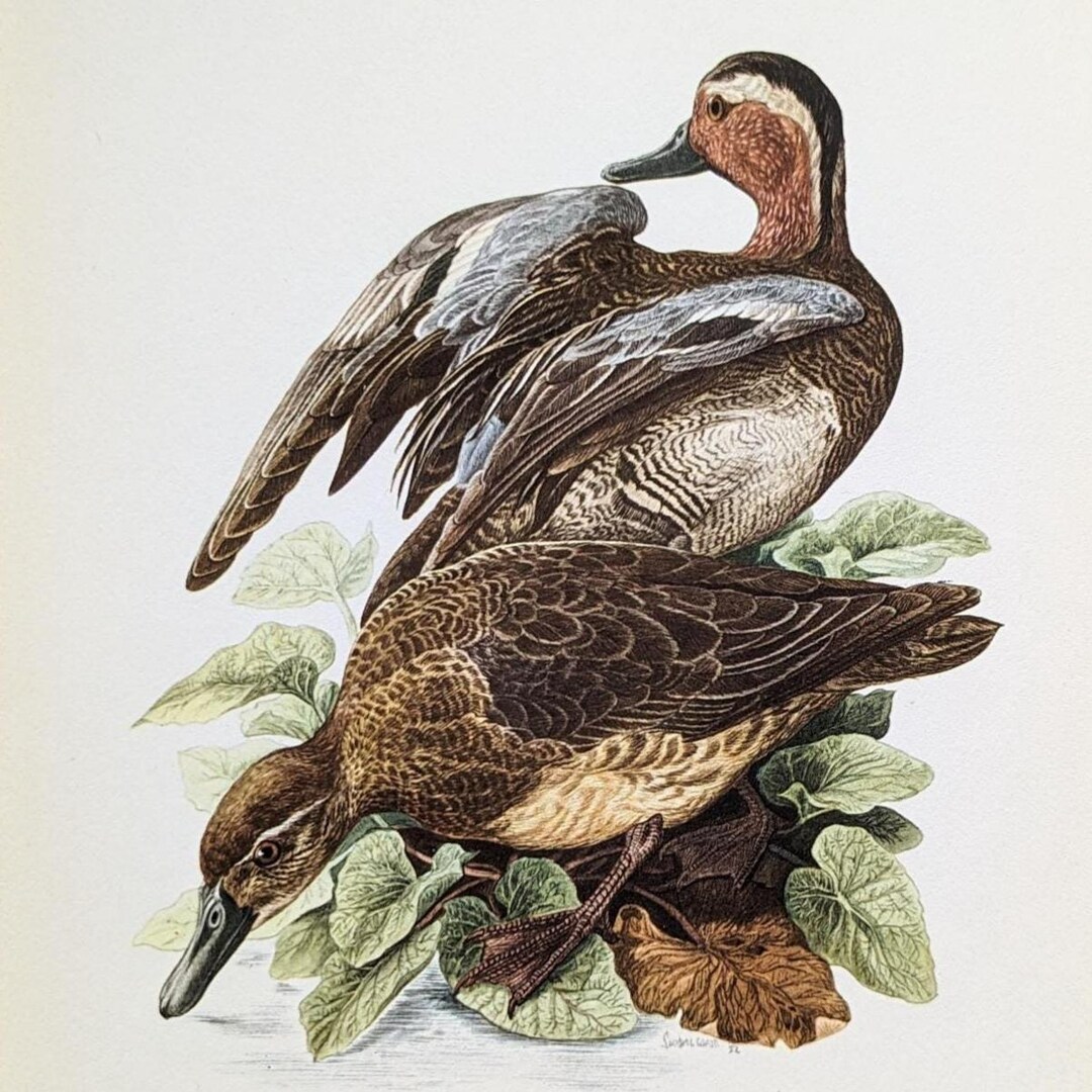 Garganey Vintage Bird Print Duck From 1952 Original Lithograph Wild ...