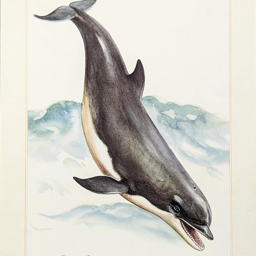 Bottlenose Dolphin Vintage Animals Print From 1959 Dolphin Original ...