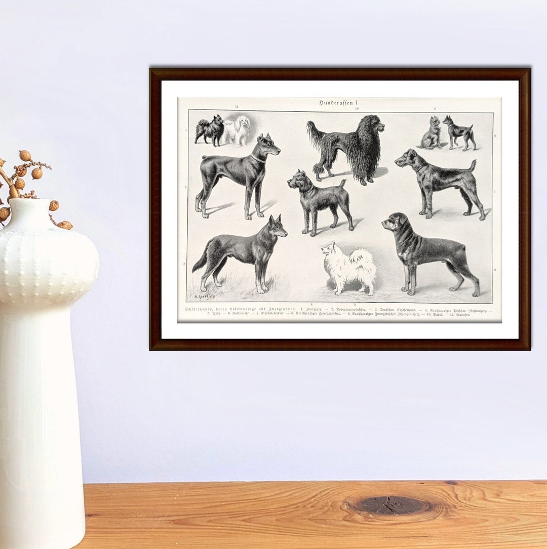 Dog Breeds Antique Print From 1927 Vintage Poster Original Dogs Spitz ...