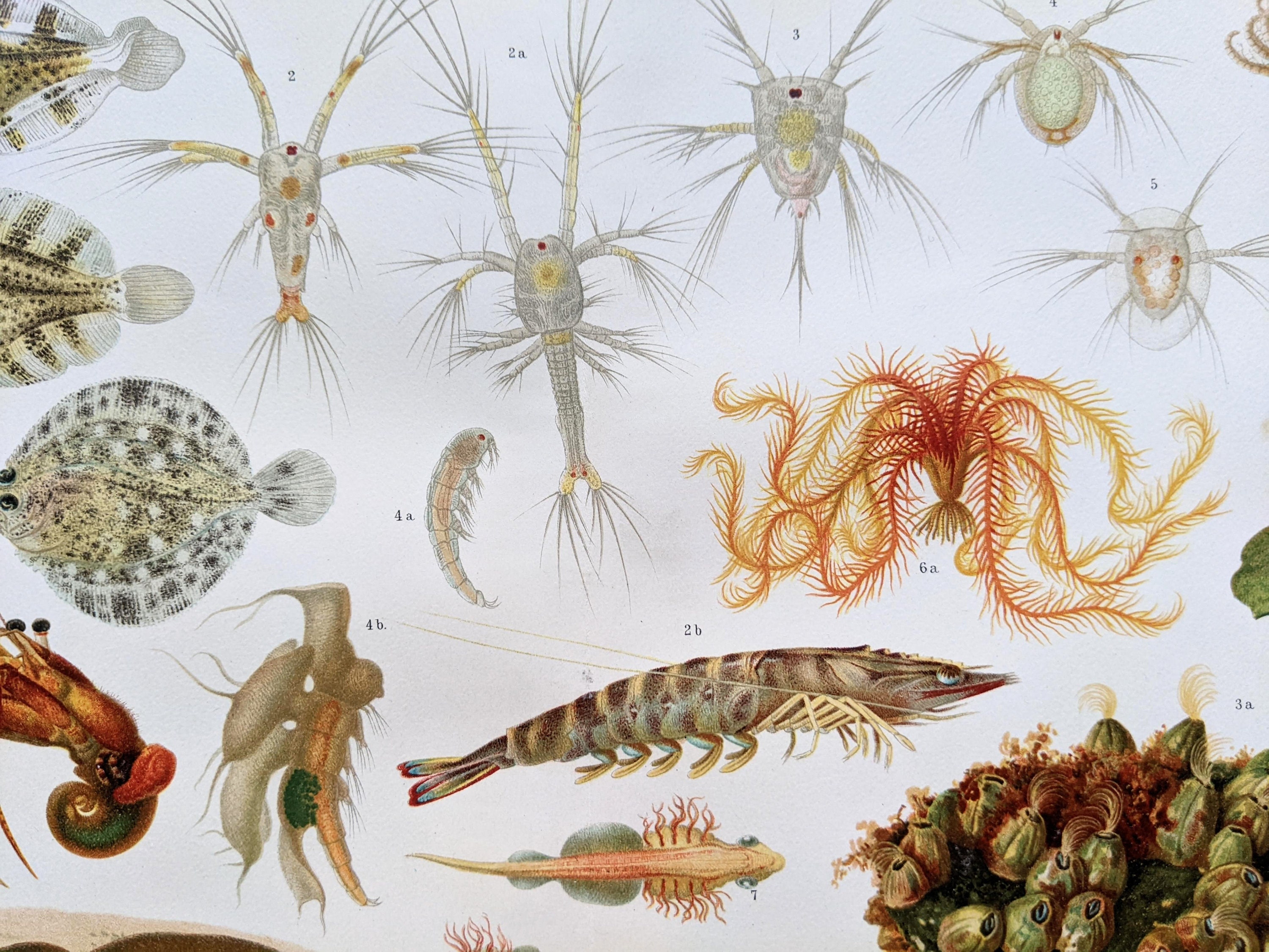 Sea Creatures Antique Lithograph From 1897 Vintage Poster - Etsy