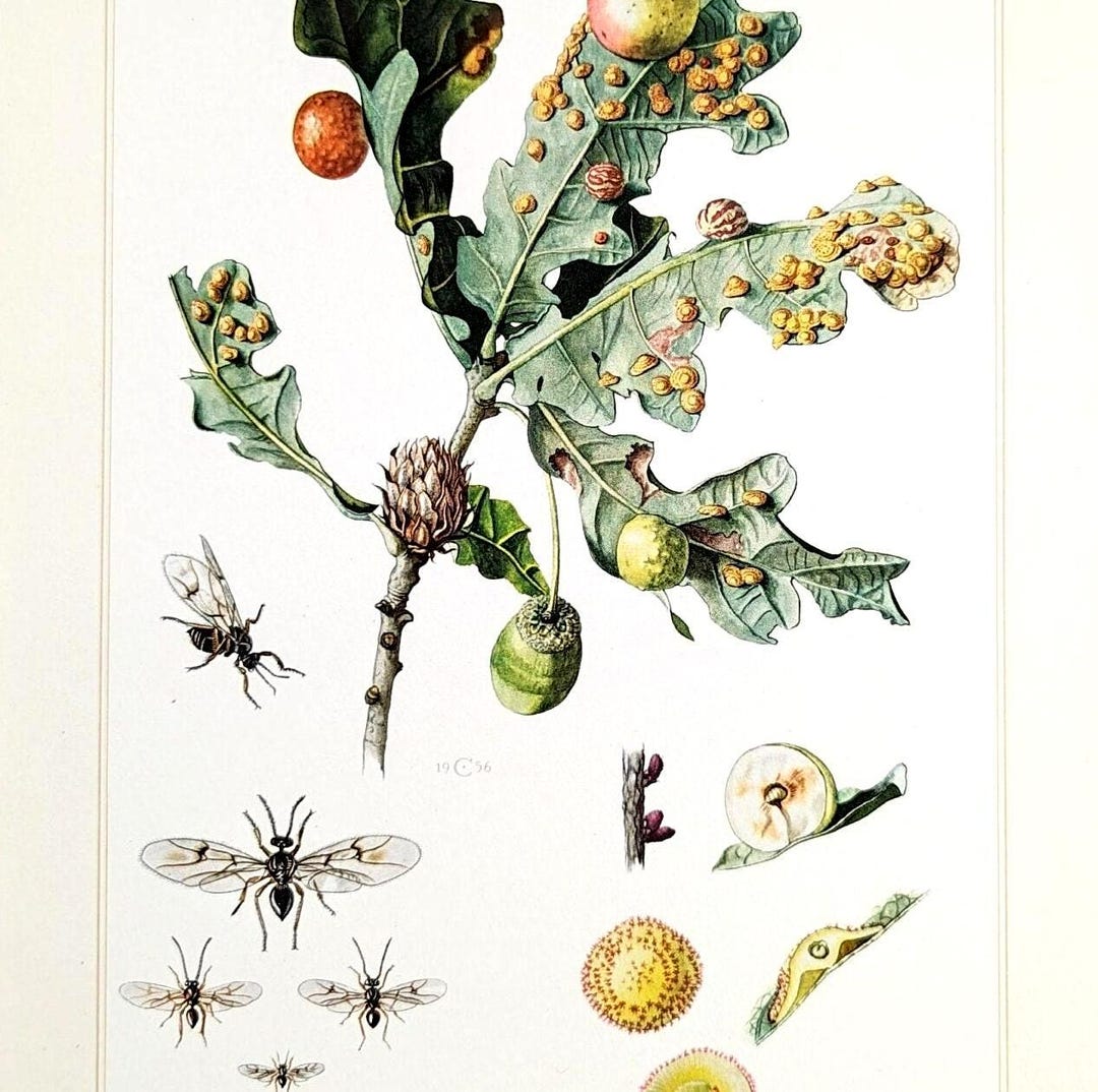Gall Wasp Vintage Insect Print From 1956. Wasp Original Lithograph With ...