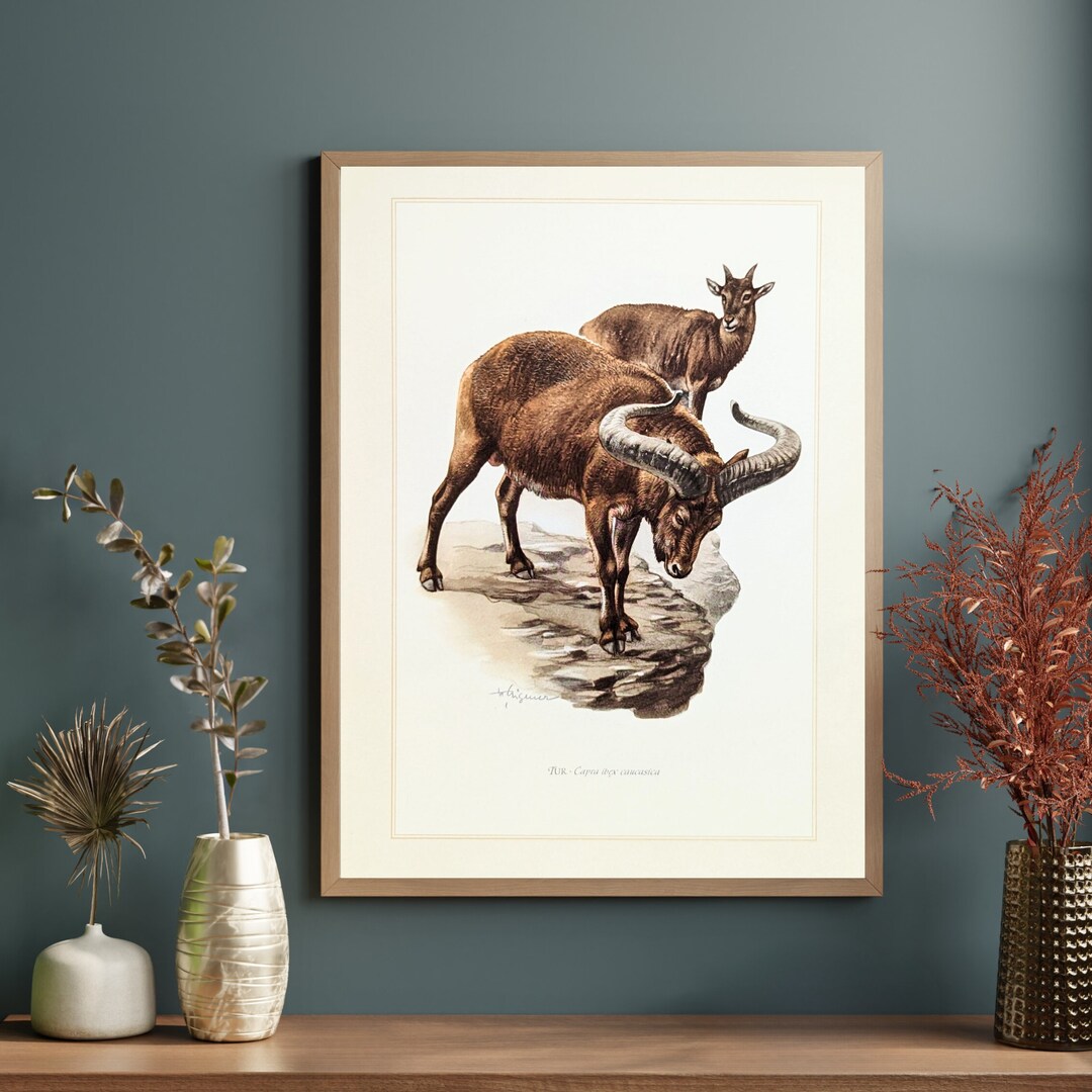 Alpine Ibex Original Print From 1959 Vintage Poster Wildlife Old ...