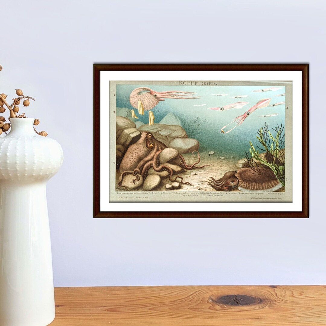 Octopus Historical Lithograph From 1893 Vintage Poster - Etsy